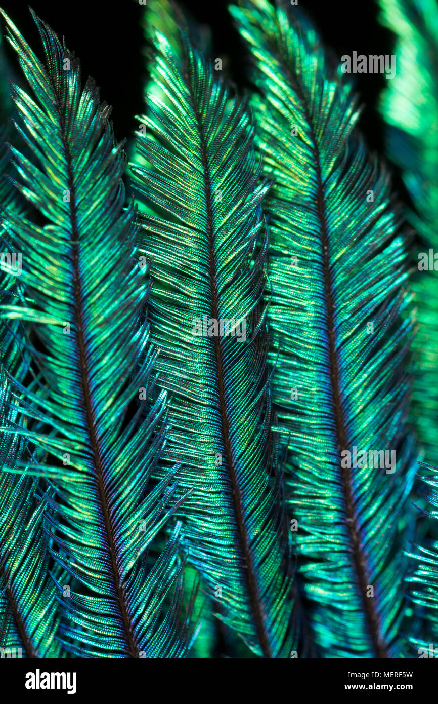 Close up picture of the feather structure and colours from the tail ...