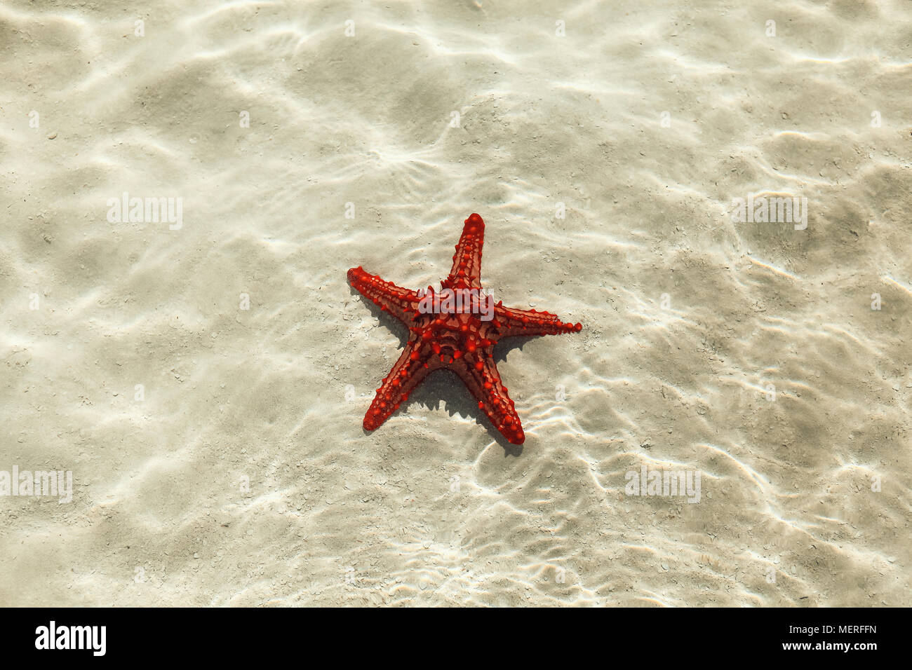 Starfish in water with light reflection.Vintage background for design ...