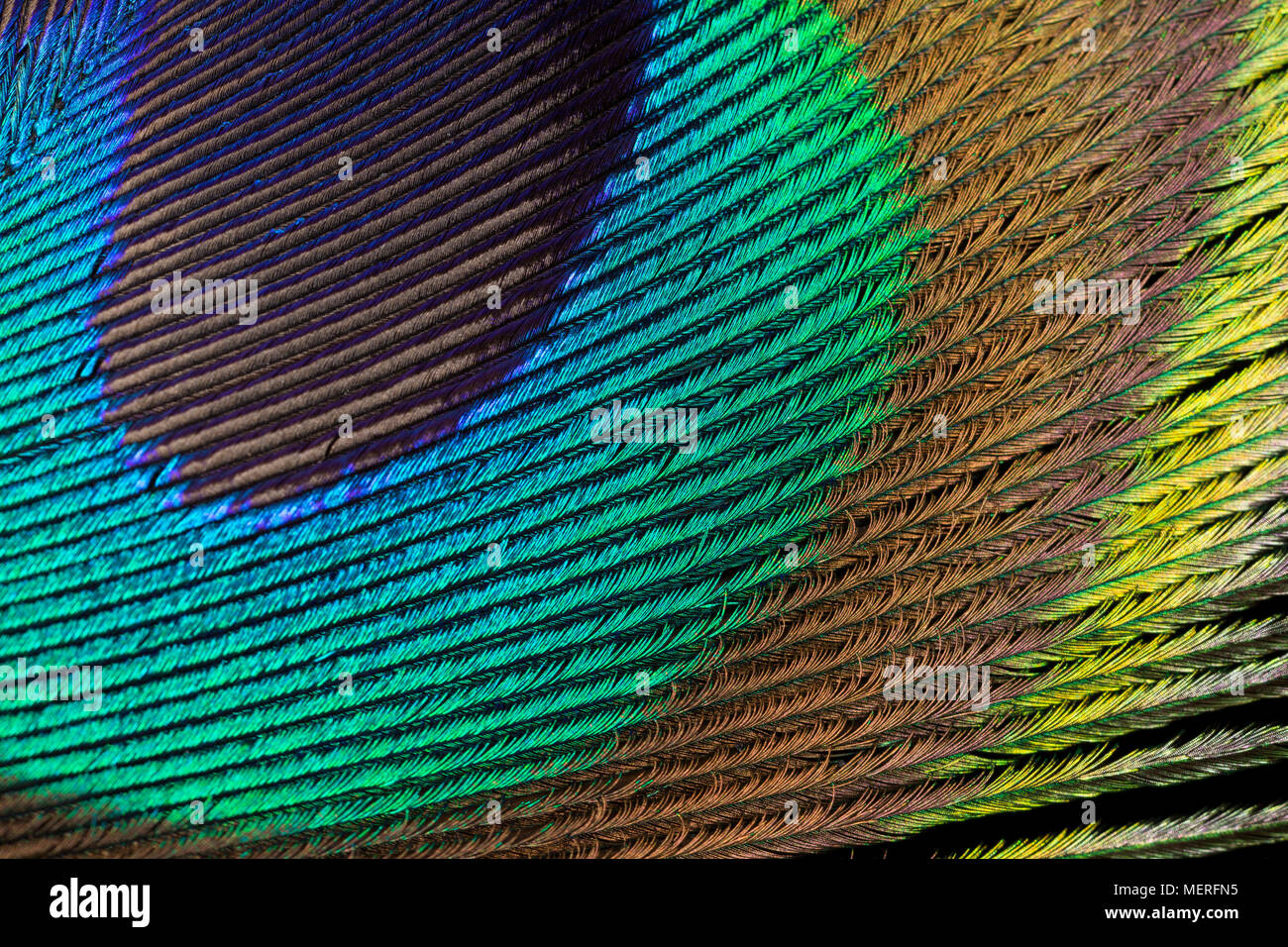 Close up picture of the feather structure and colours from the tail ...