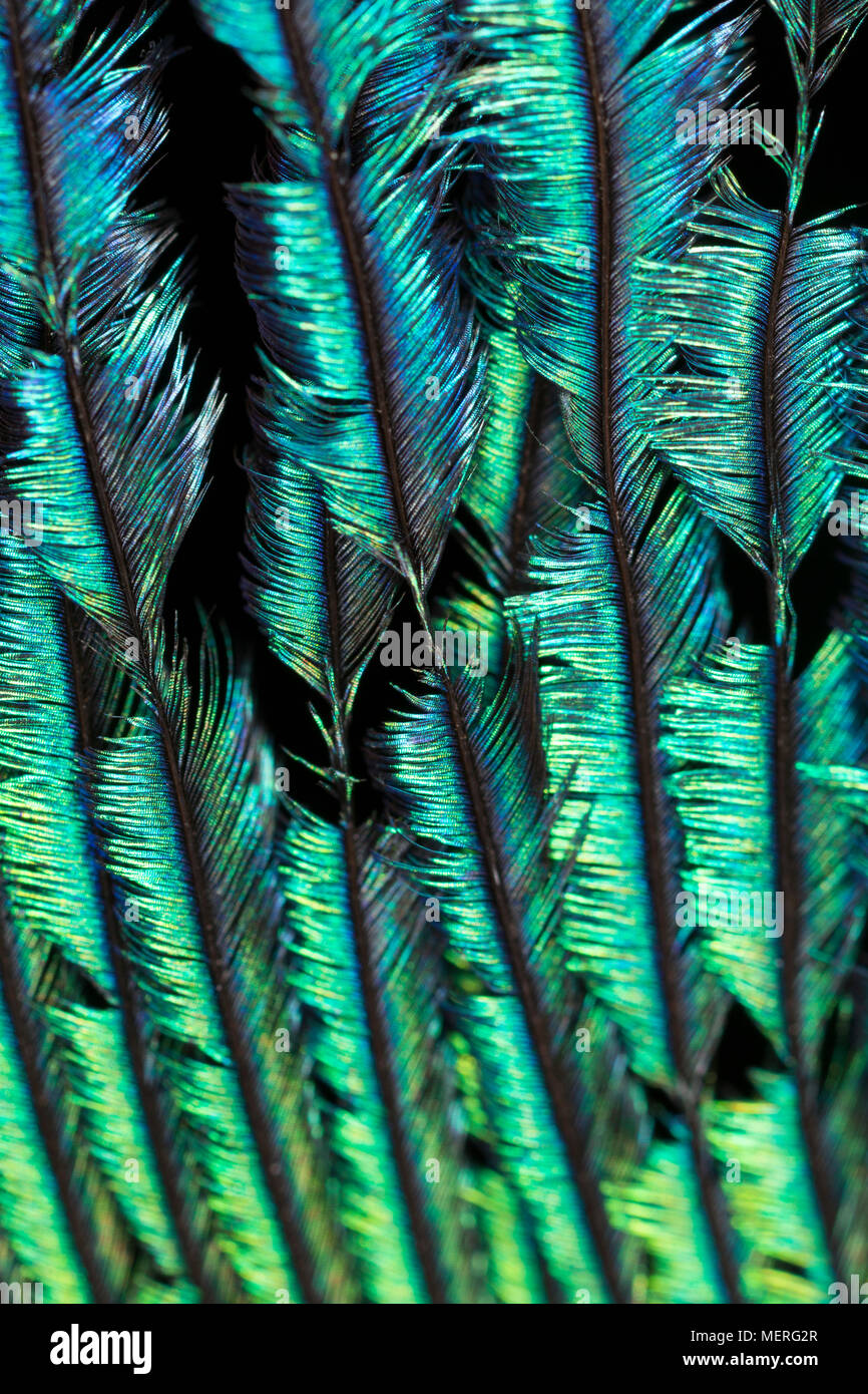 Close up picture of the feather structure and colours from the tail ...
