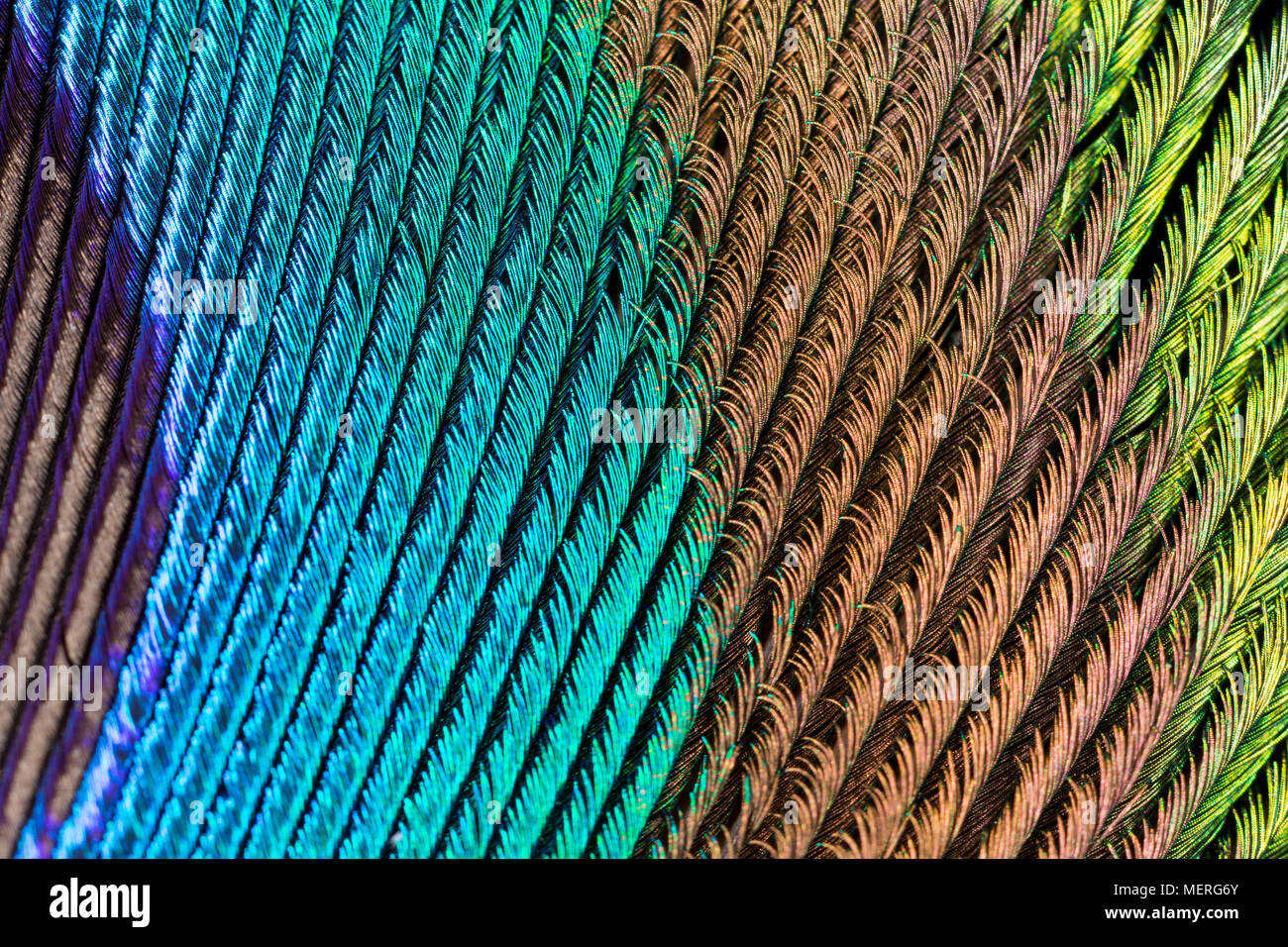 Close up picture of the feather structure and colours from the tail ...