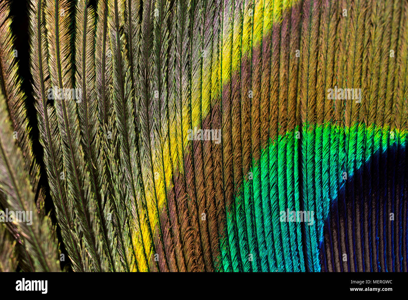 Feather structure hi-res stock photography and images - Alamy