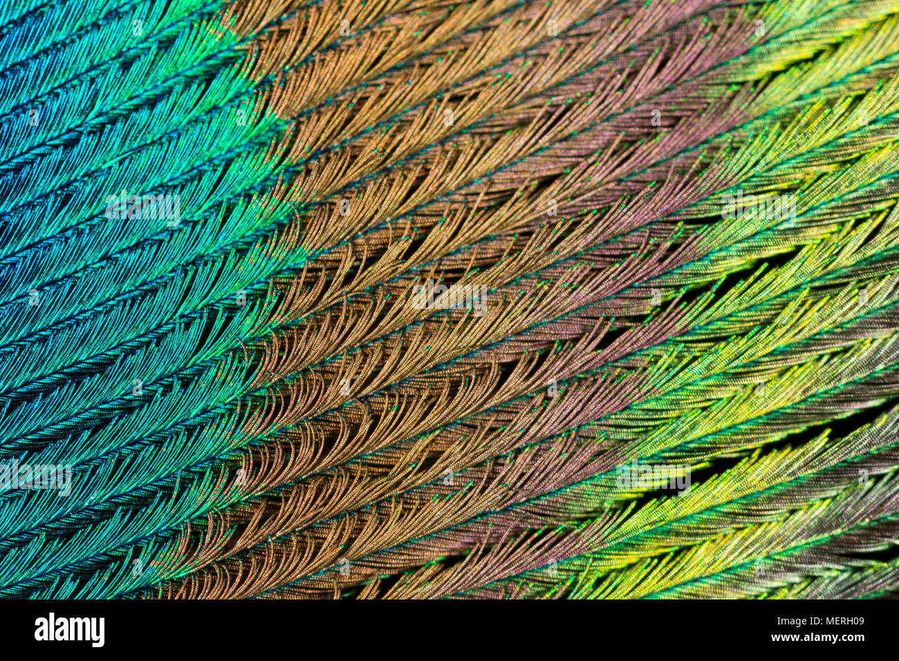 Close up picture of the feather structure and colours from the tail ...