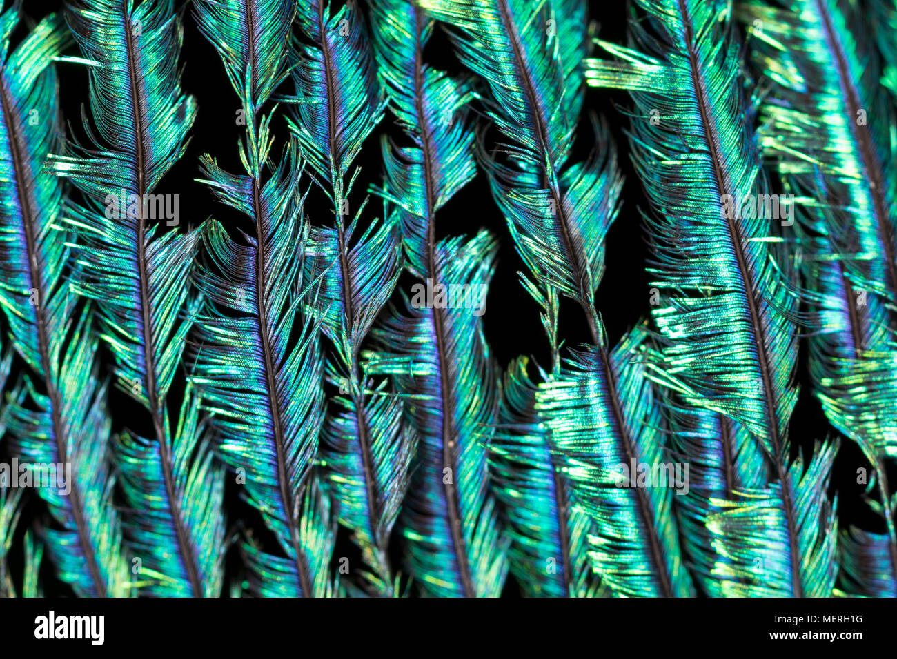 Close up picture of the feather structure and colours from the tail ...