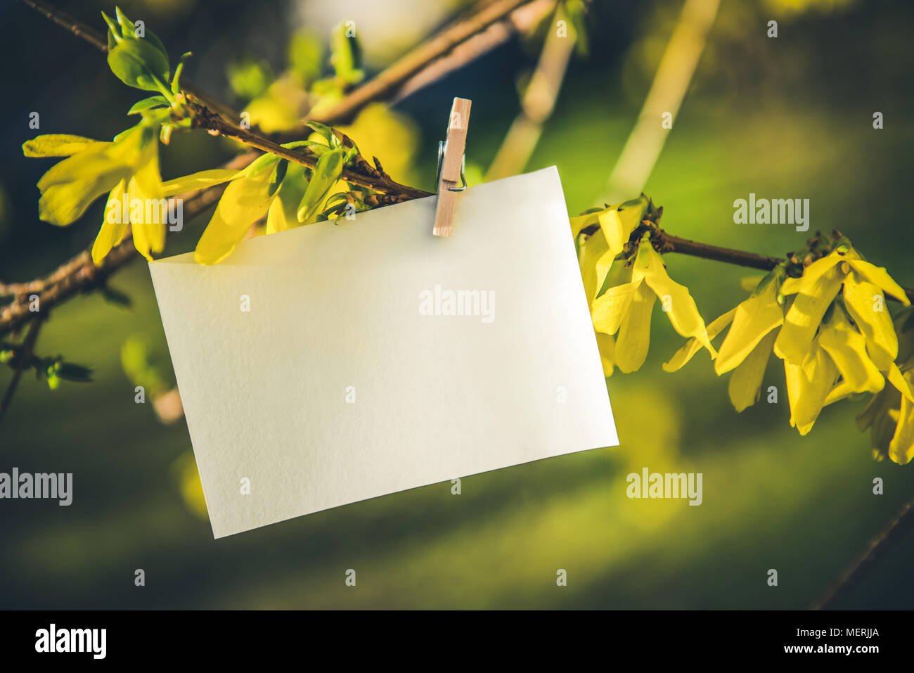 White card on yellow flowers bush background. Blank card hanging on ...