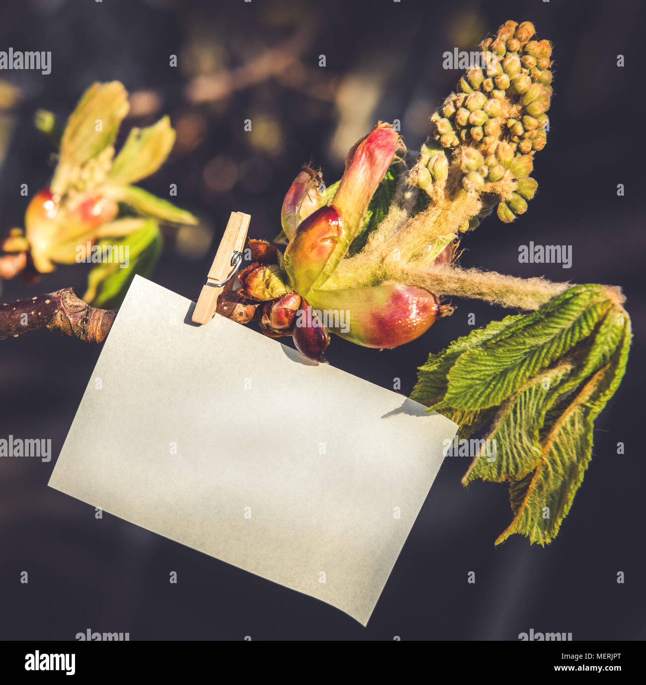 White card on green leaves background. Blank card hanging on tree ...