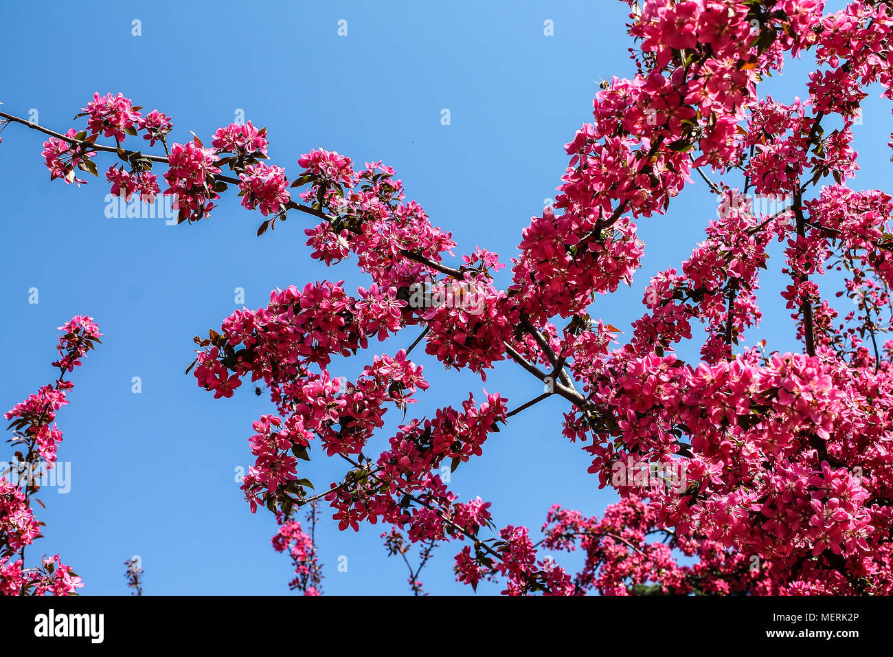 Spring bloom - awakening nature Stock Photo - Alamy