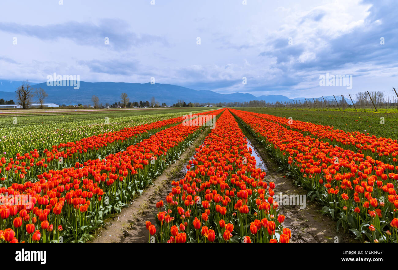 Red Tulip Blooms in Tulip of the Valley Tulip Farm in Chilliwack, BC ...