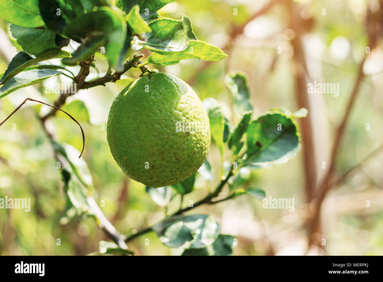Lemon on tree in garden with the sunlight Stock Photo - Alamy