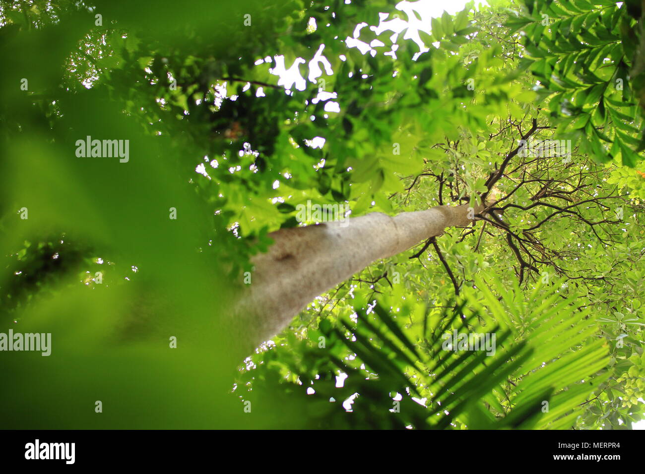 tropical forest tree canopy. multi layer plants in lush jungle. Looking ...