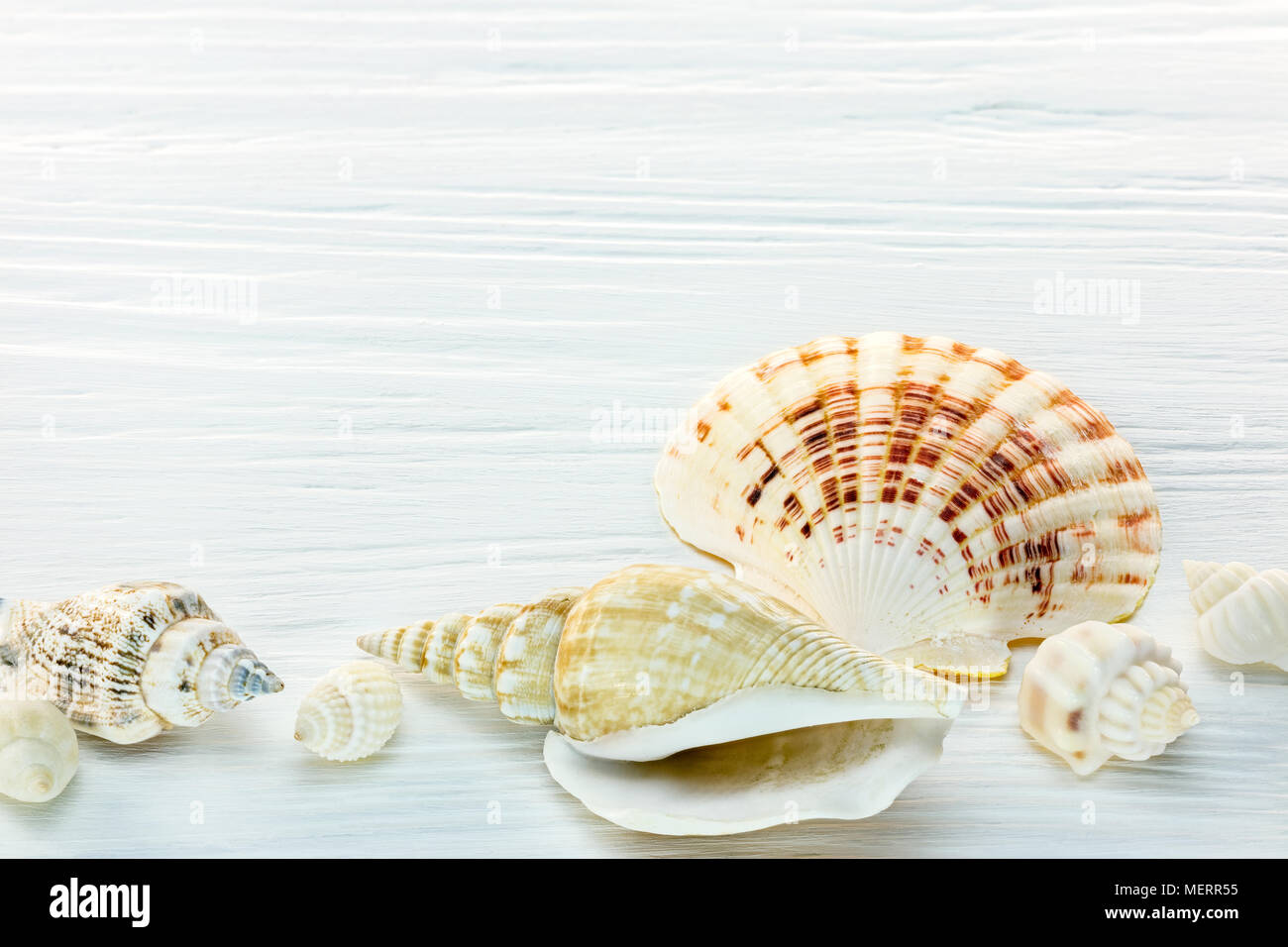 different seashells on painted white wooden boards. summer background ...