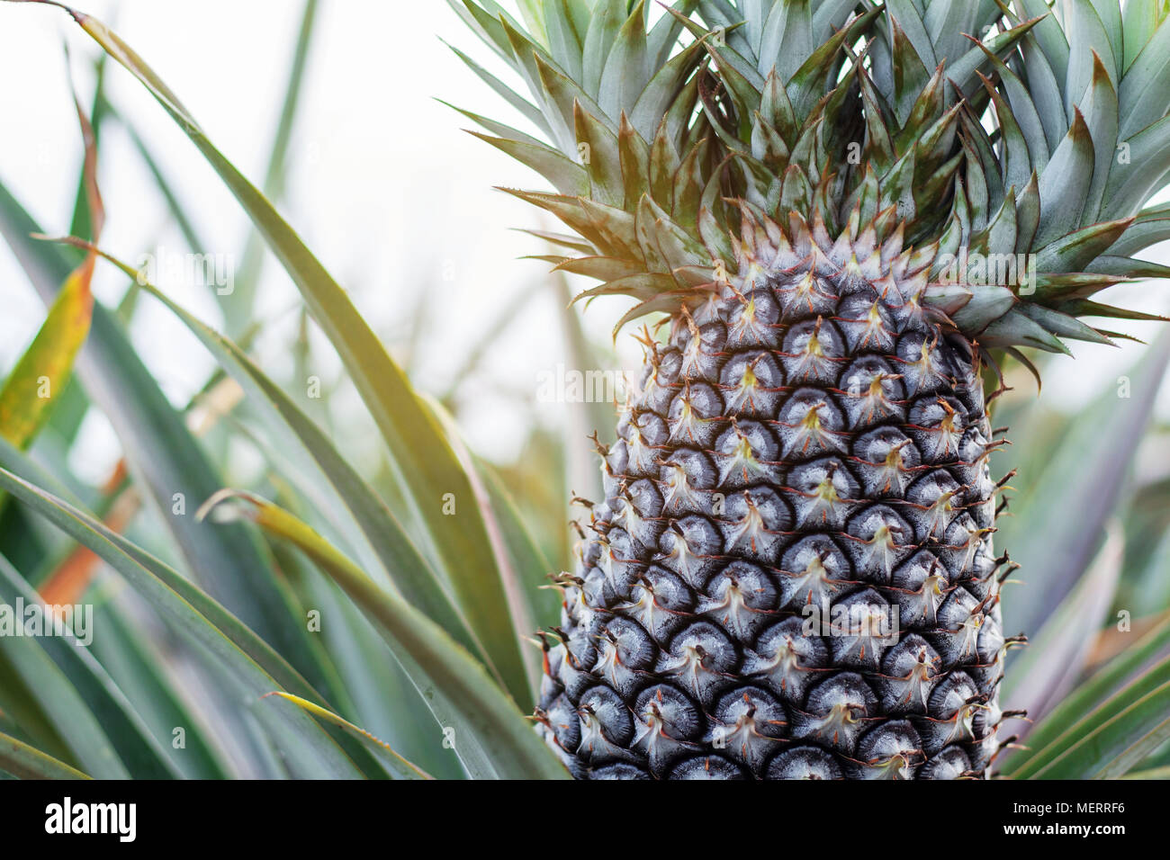 Pineapple on tree in the farm at sunlight Stock Photo - Alamy