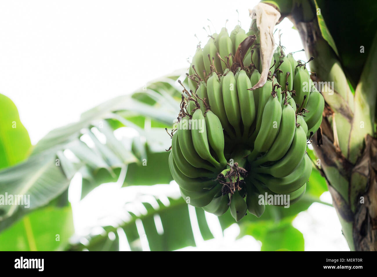 Raw bananas on tree with morning sun Stock Photo - Alamy