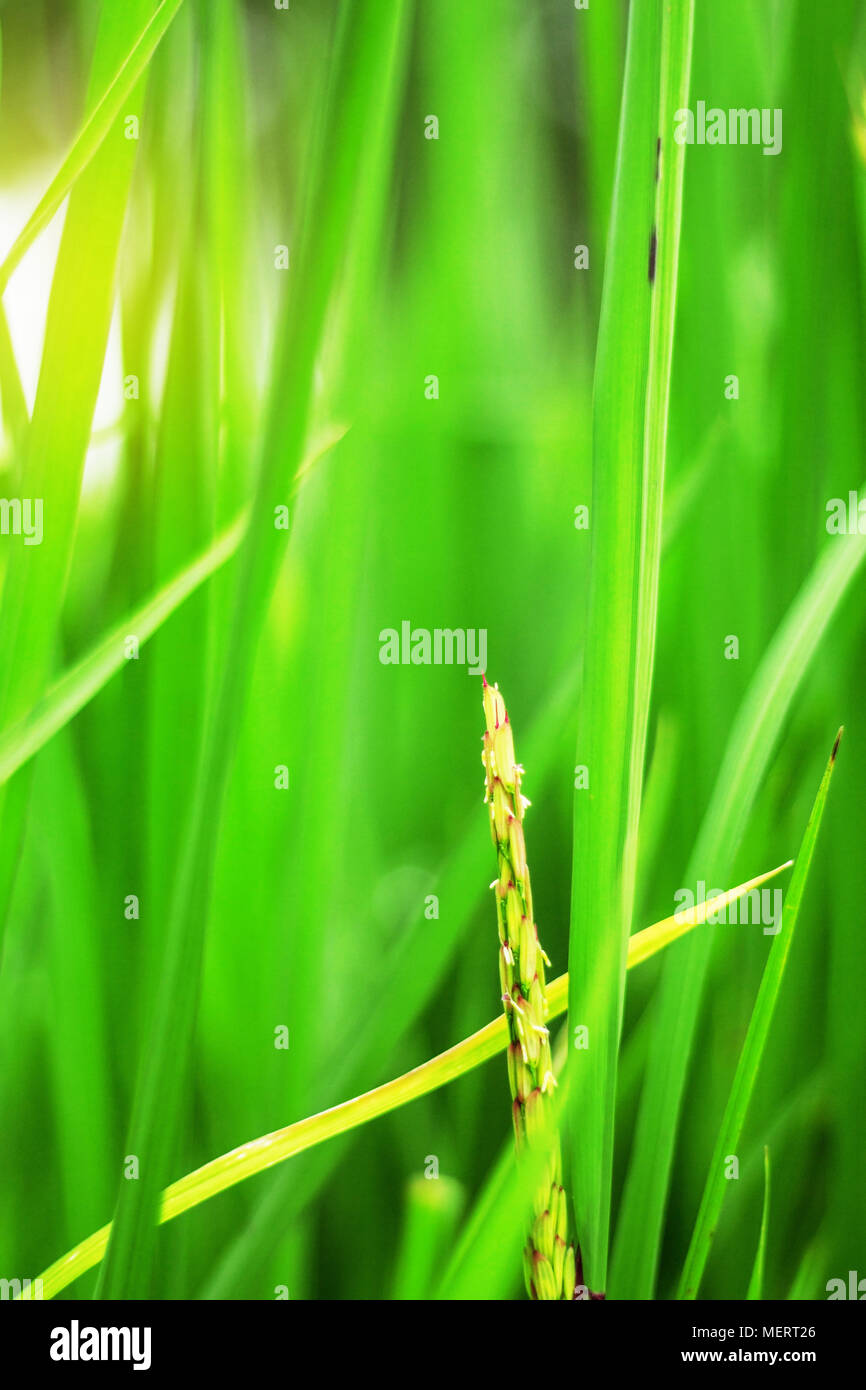 Rice in the field with green background Stock Photo - Alamy