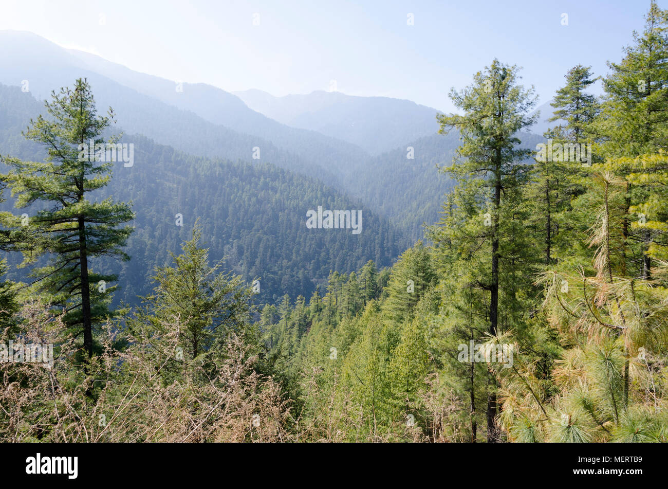 Pine trees in forest in mountains, Haa Valley, Bhutan Stock Photo - Alamy