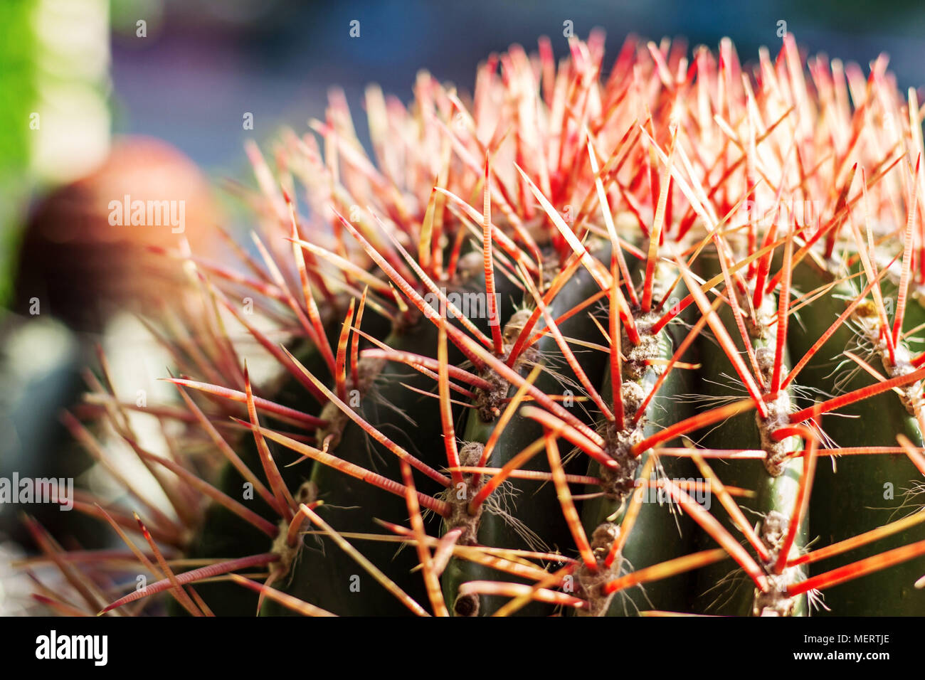 Spiky cactus with sharpness at sunlight Stock Photo - Alamy