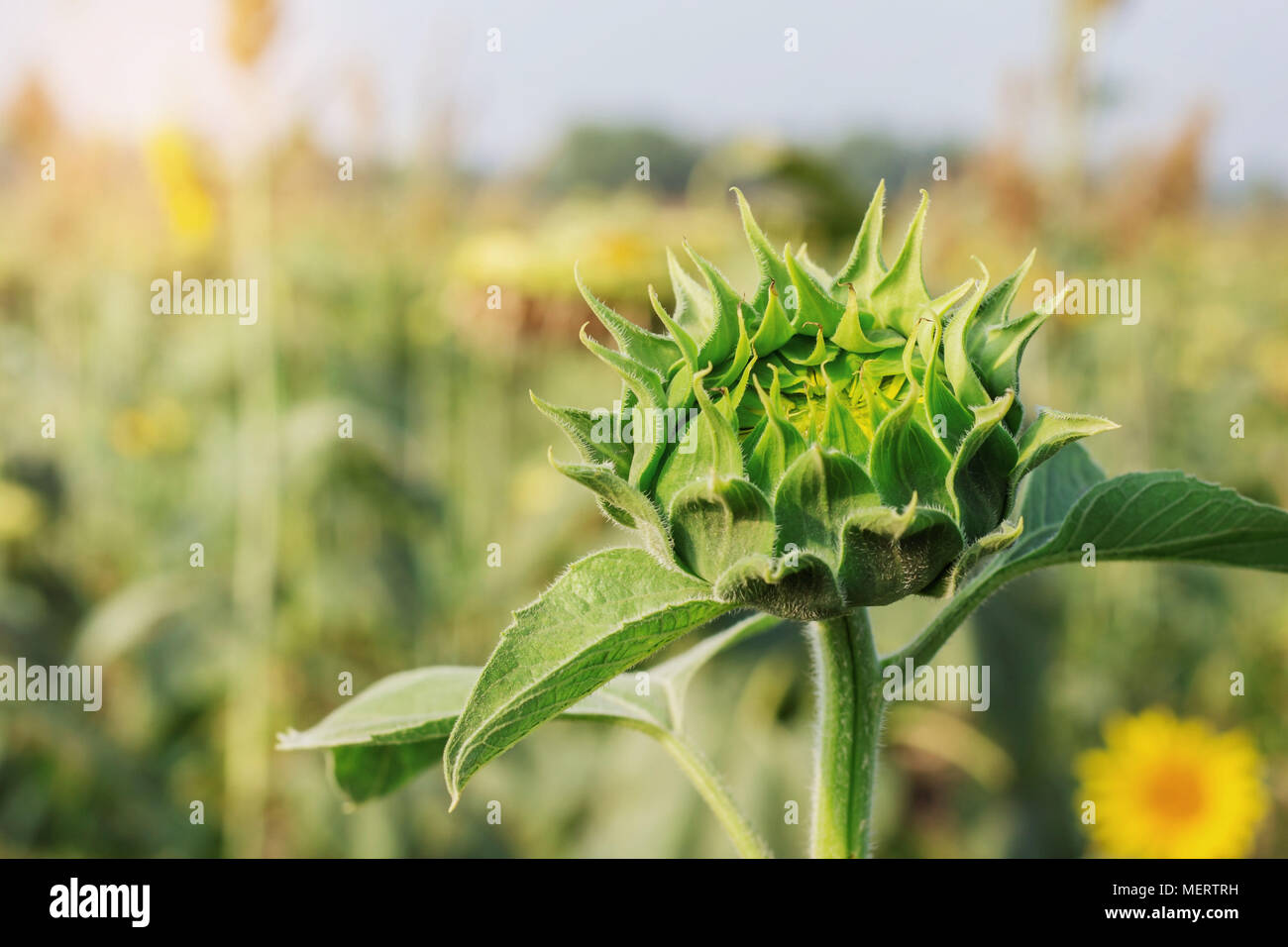 Single sunflower in country garden hi-res stock photography and images ...