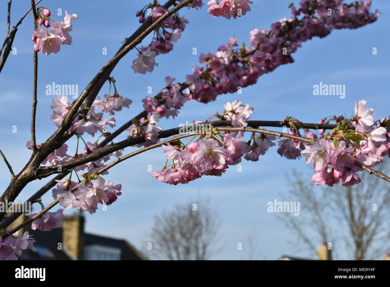 Cherry trees in bloom Stock Photo - Alamy