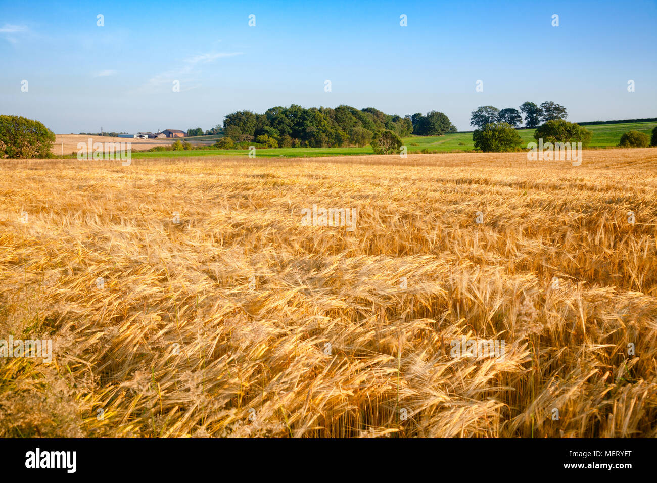 Barley field hi-res stock photography and images - Alamy