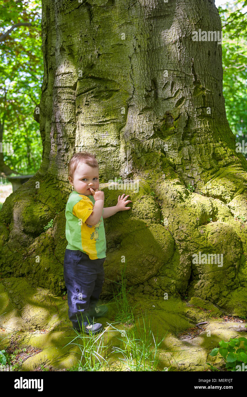 Thick tree trunk hi-res stock photography and images - Alamy