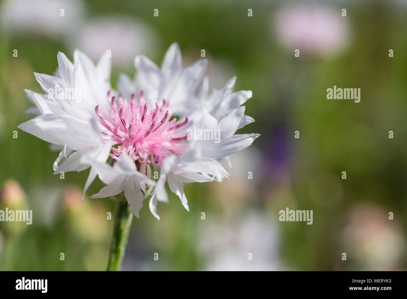 White cornflower hi-res stock photography and images - Alamy