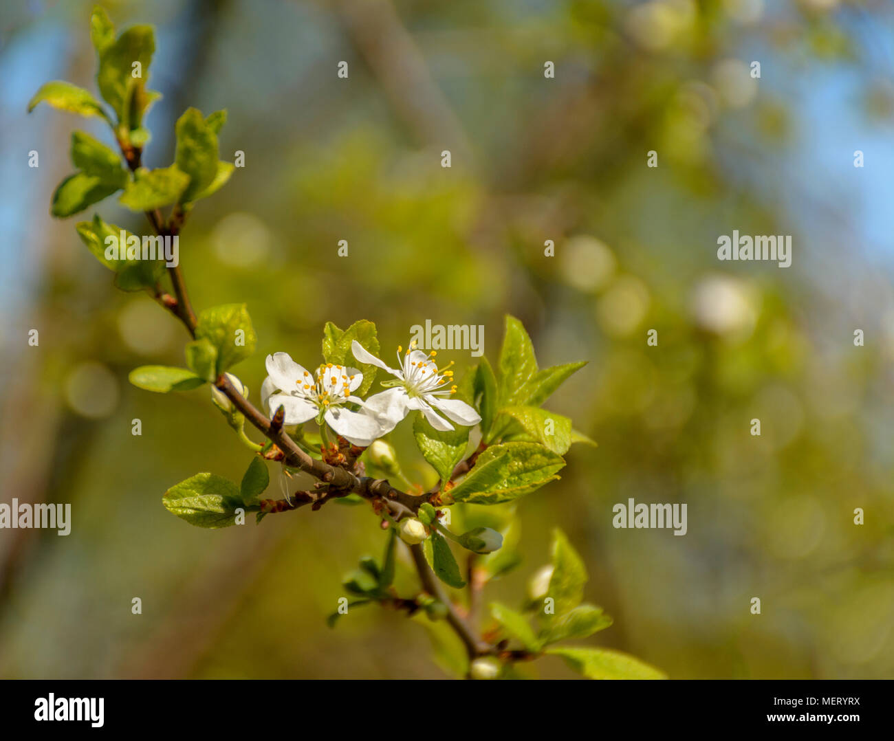 Flowering branch of fruit tree. Plum flowers in spring Stock Photo - Alamy