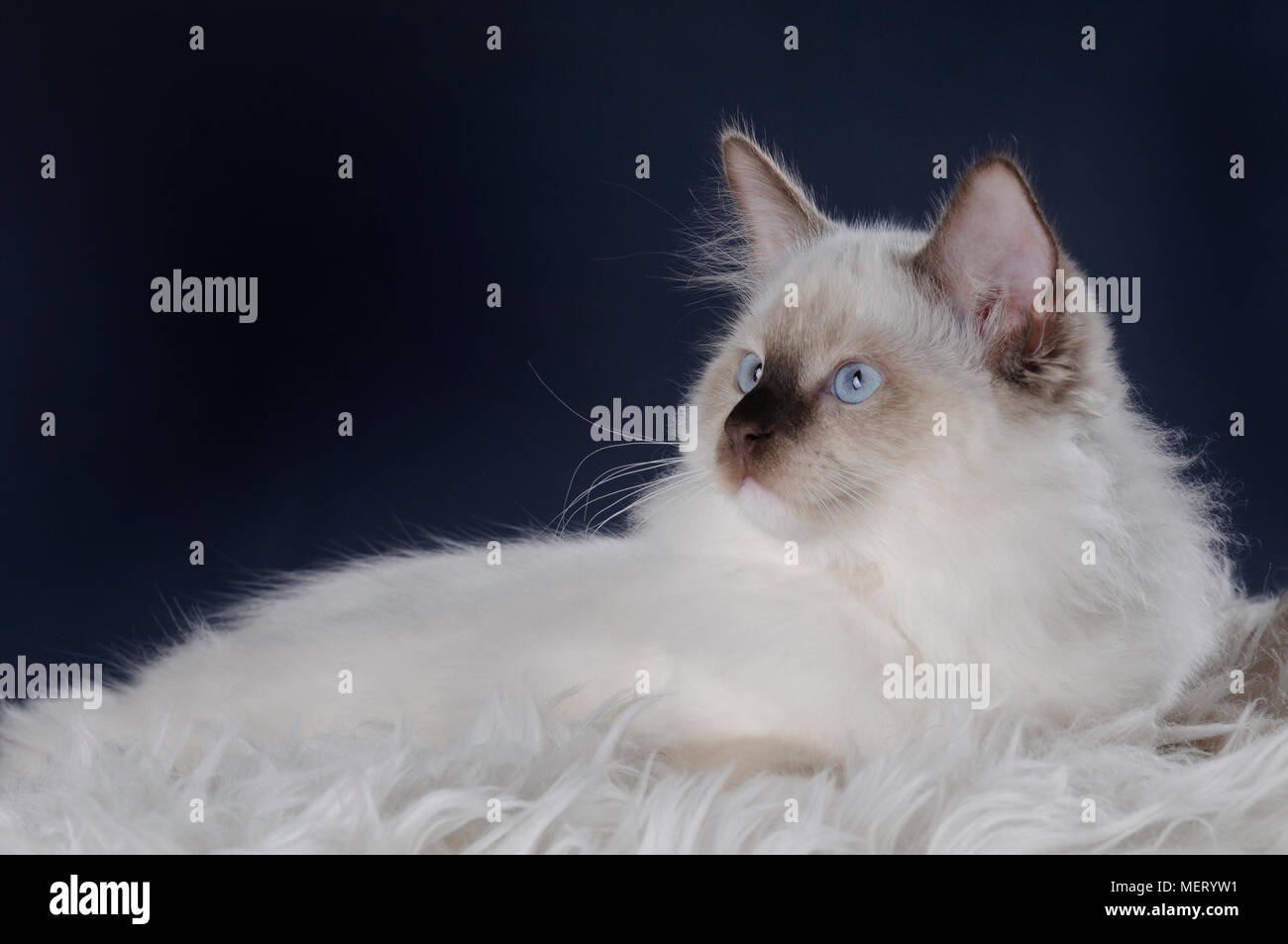 Ragdoll, young white male cat Stock Photo - Alamy