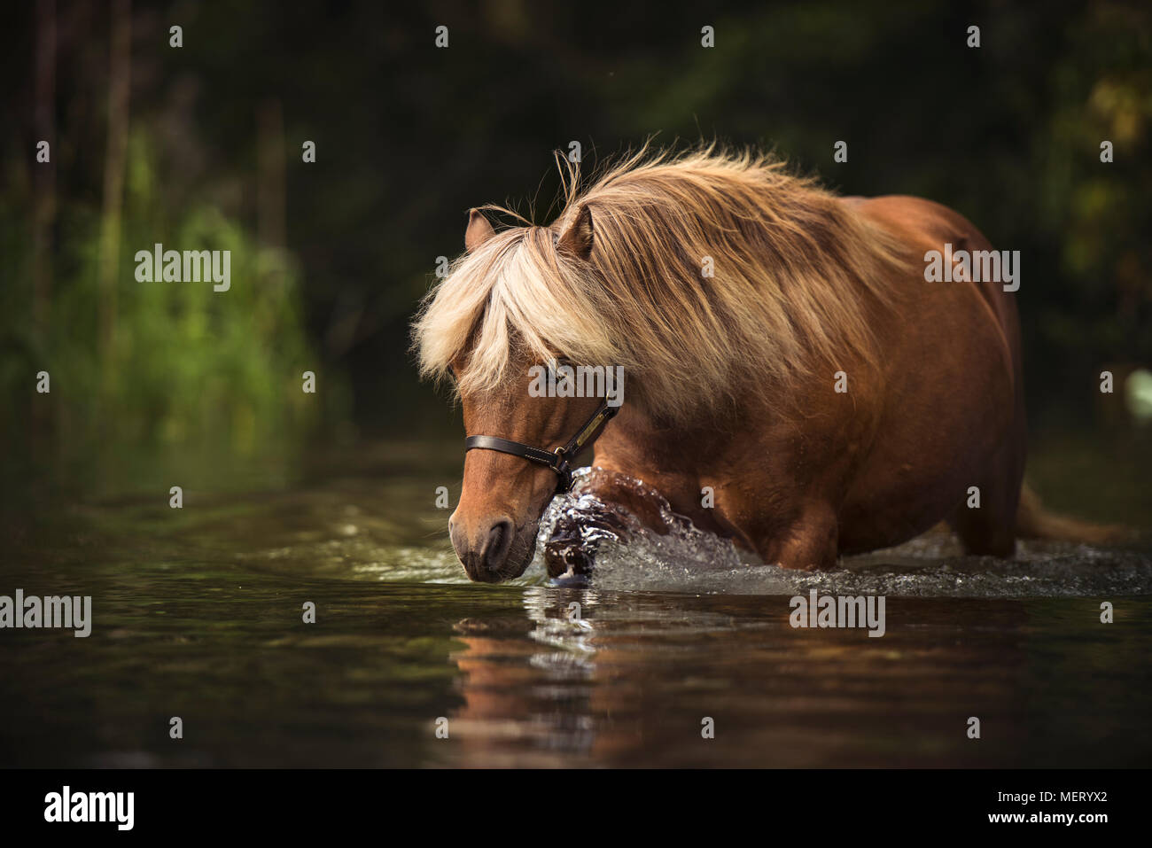 Classic Pony (Equus), Mare walks through water, Germany Stock Photo - Alamy