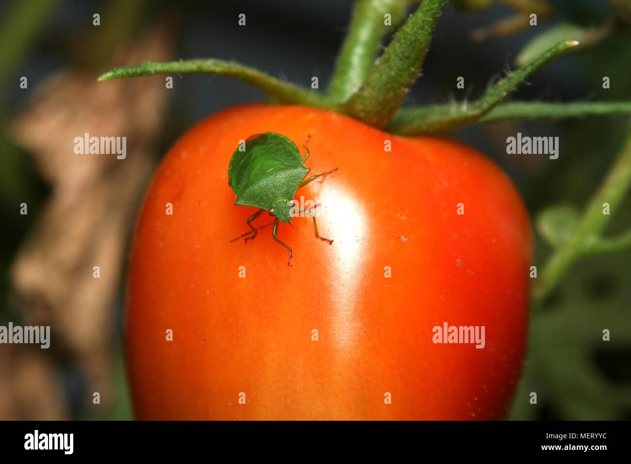 Green Shield Bug on a ripe tomato Stock Photo - Alamy