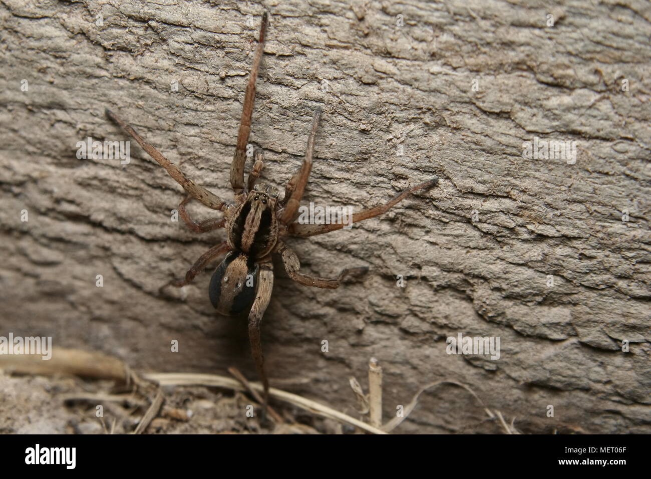 Climbing spider hi-res stock photography and images - Alamy