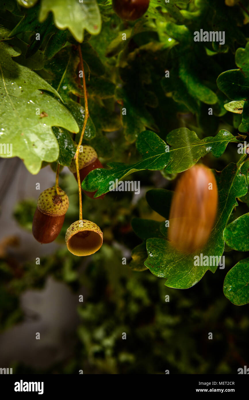 An acorn falls from oak tree in Aumn Stock Photo - Alamy
