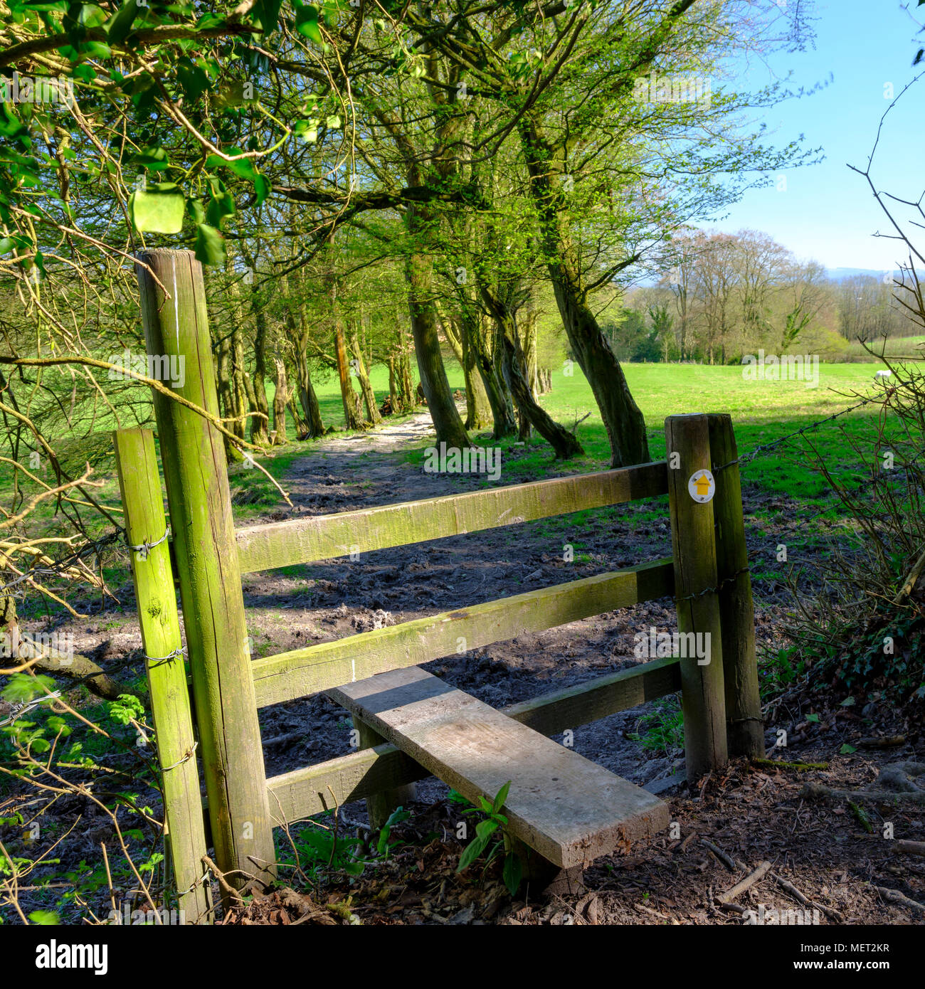 View of spring sunshine on on an avenue of beech trees which line the ...