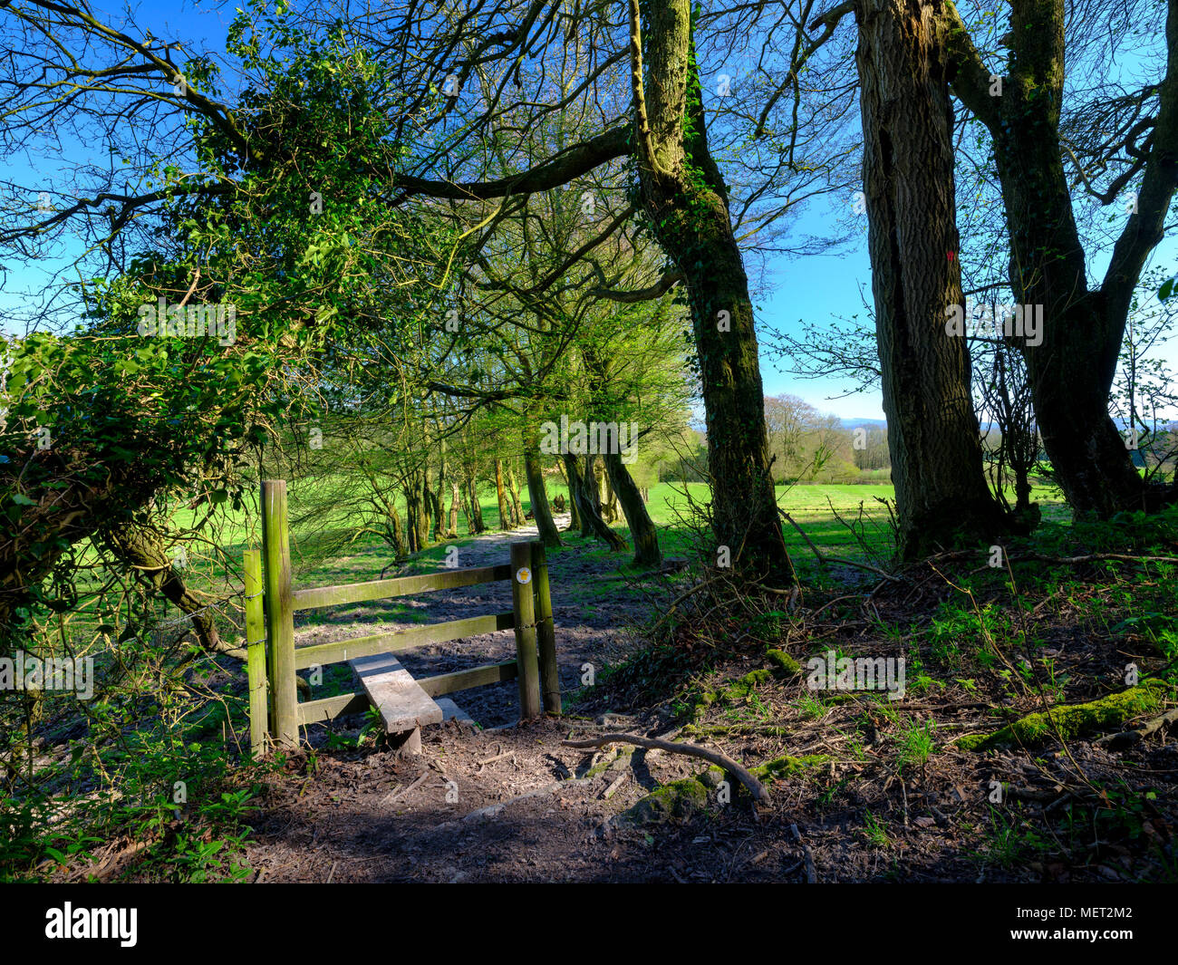 View of spring sunshine on on an avenue of beech trees which line the ...