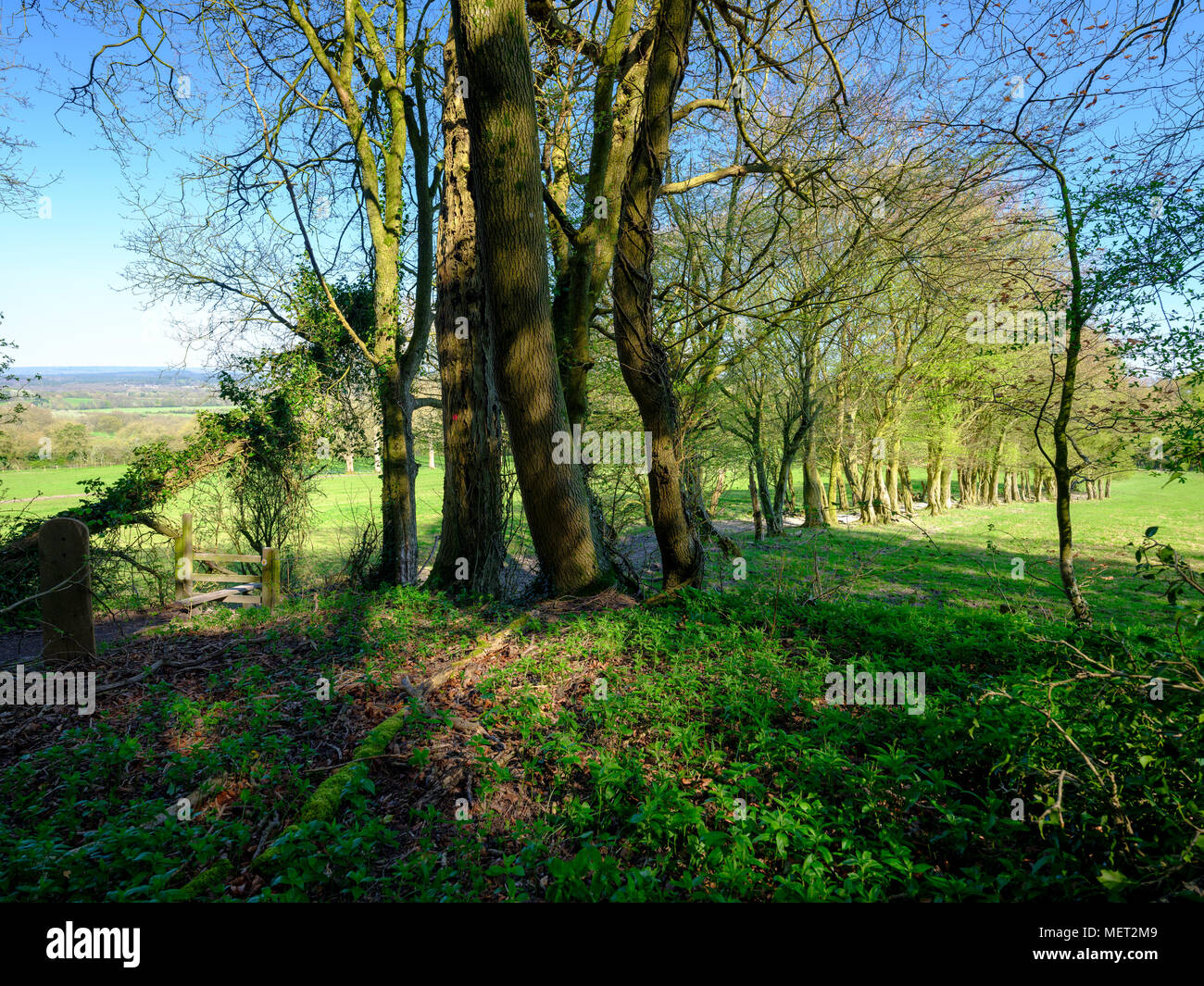 View of spring sunshine on on an avenue of beech trees which line the ...