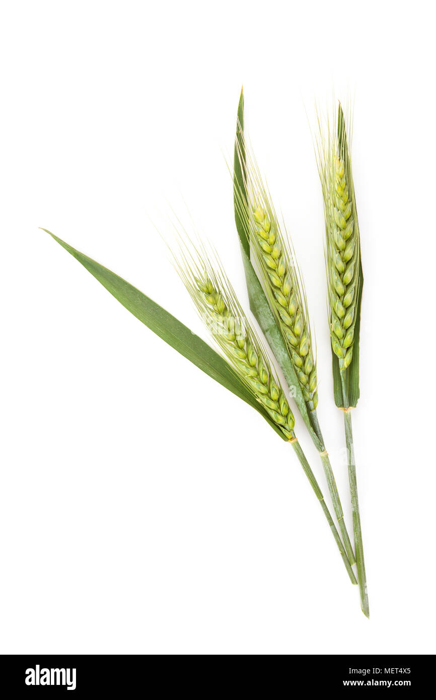 Organic green ears of wheat from above isolated on white background ...