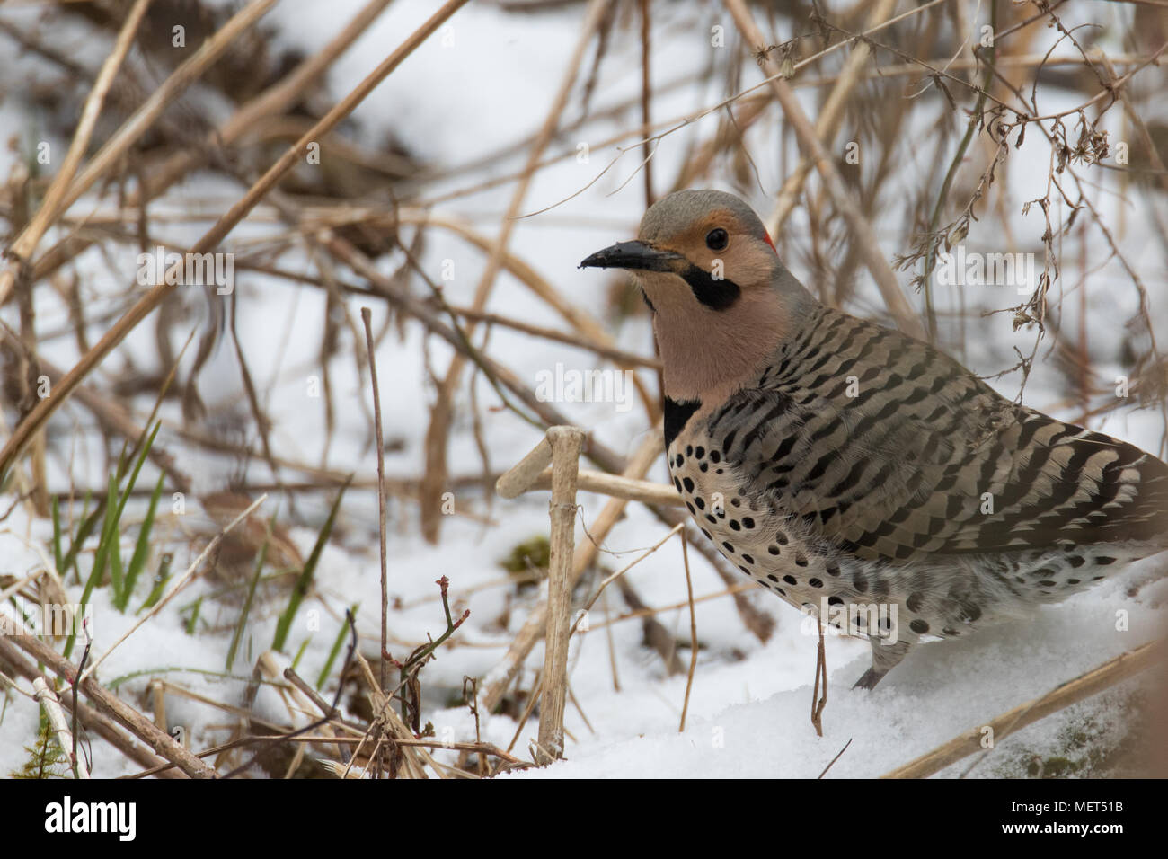 Northern Flicker Yellow-shafted Stock Photo - Alamy