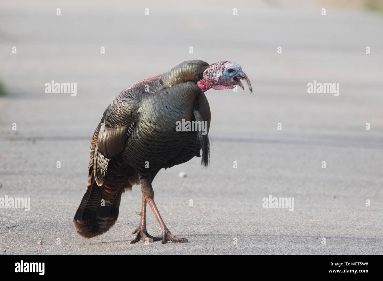 Turkey gobbling hi-res stock photography and images - Alamy
