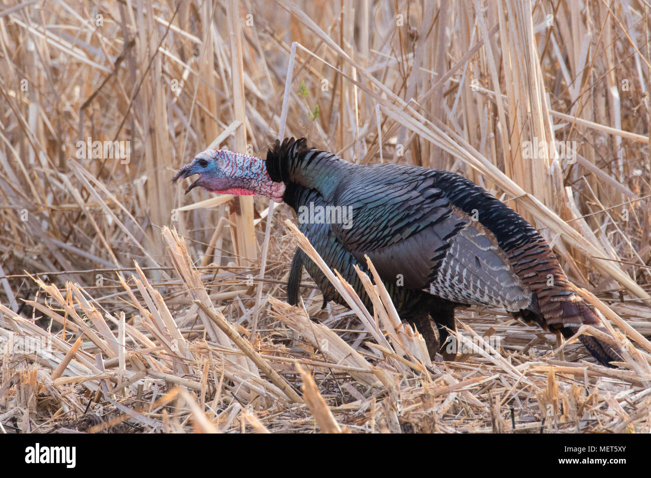 Gobbling turkey hi-res stock photography and images - Alamy