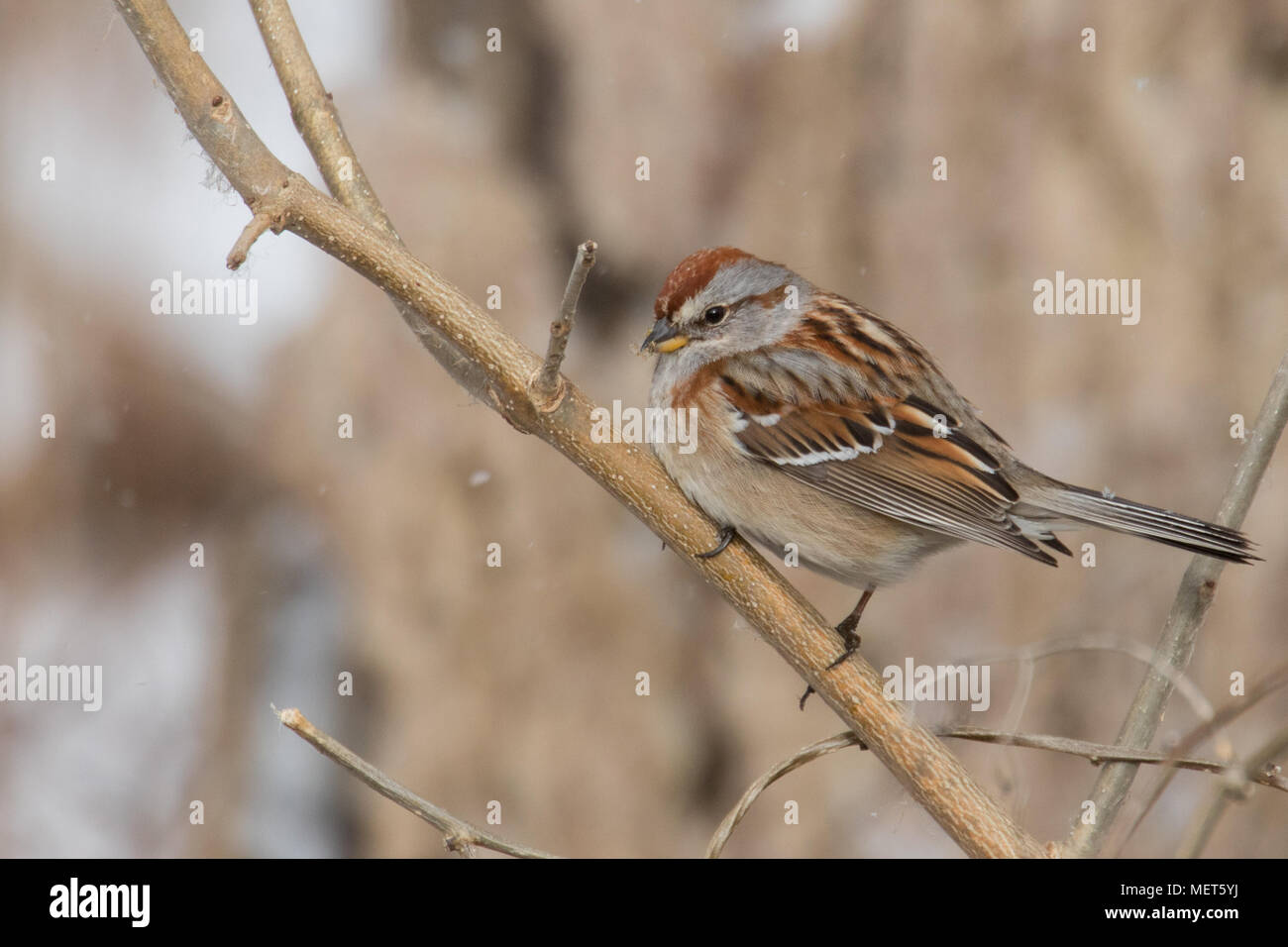 American Tree Sparrow Stock Photo - Alamy