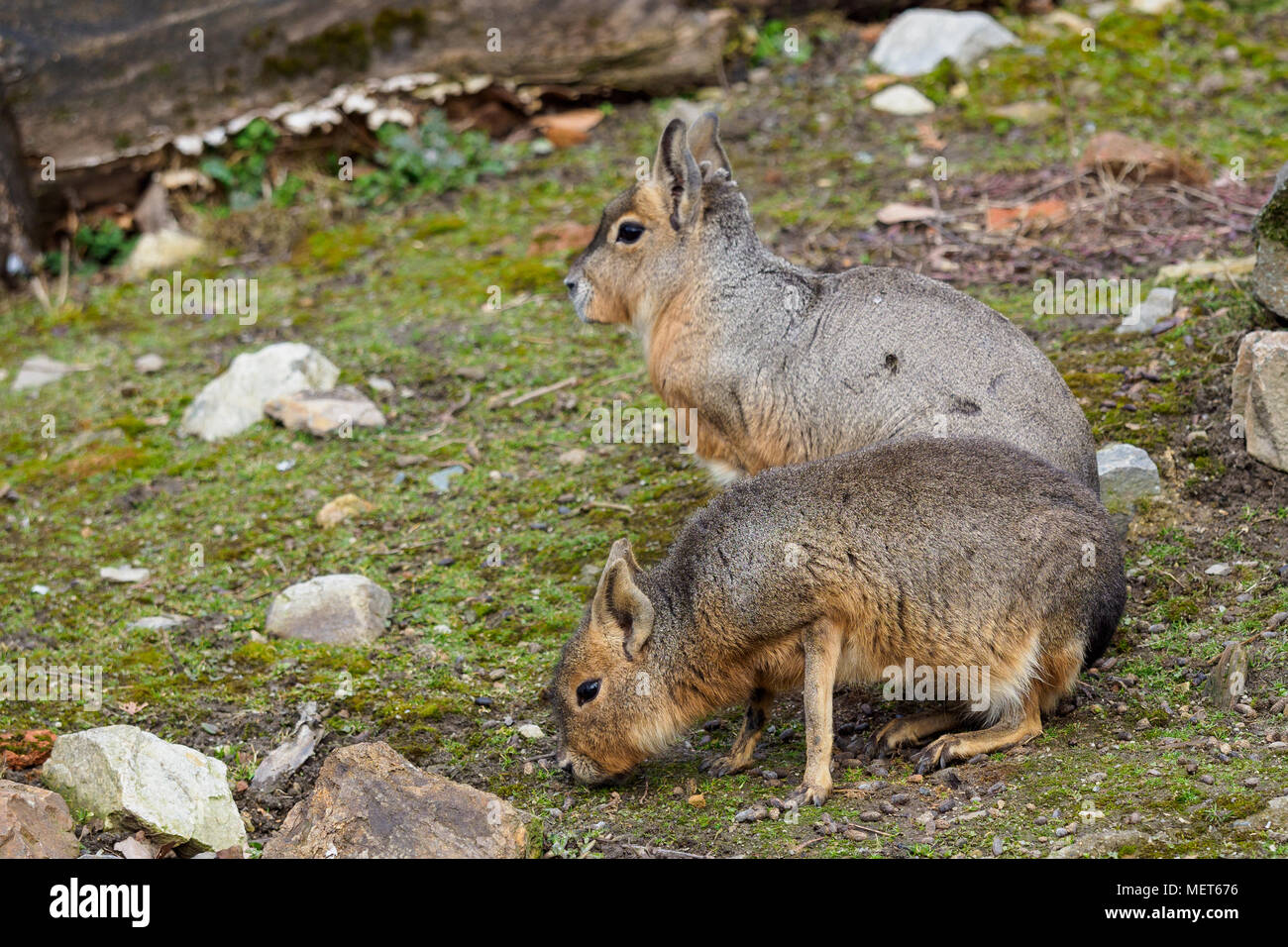 Two Patagonian Mara, Dolichotis patagonum. Wild life animal Stock Photo ...