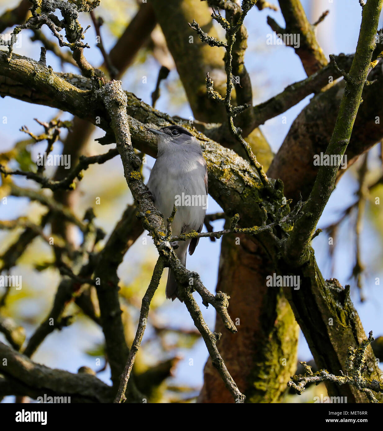 Bird warbler blackcap male song singing hi-res stock photography and ...
