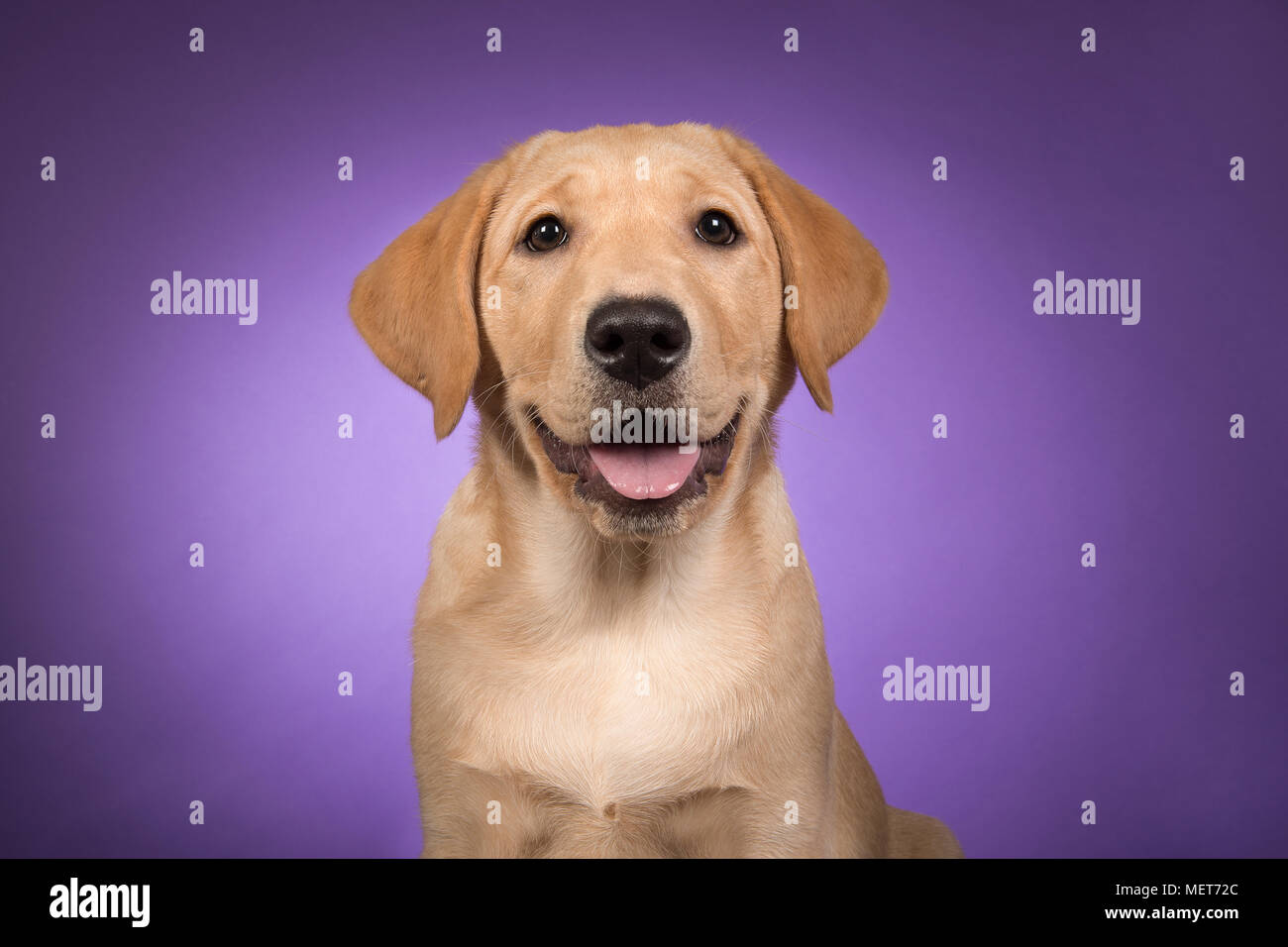 Portrait of a pretty young blond labrador retriever looking at the ...