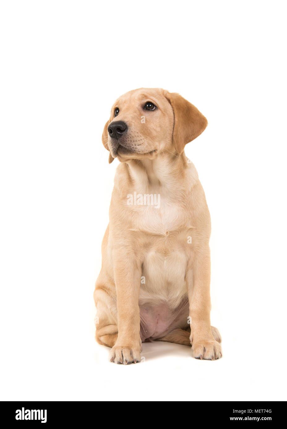Pretty young labrador retreiver dog sitting and looking up isolated on ...