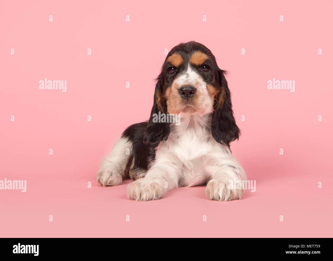 Cute multi colored cocker spaniel puppy lying down looking at the ...