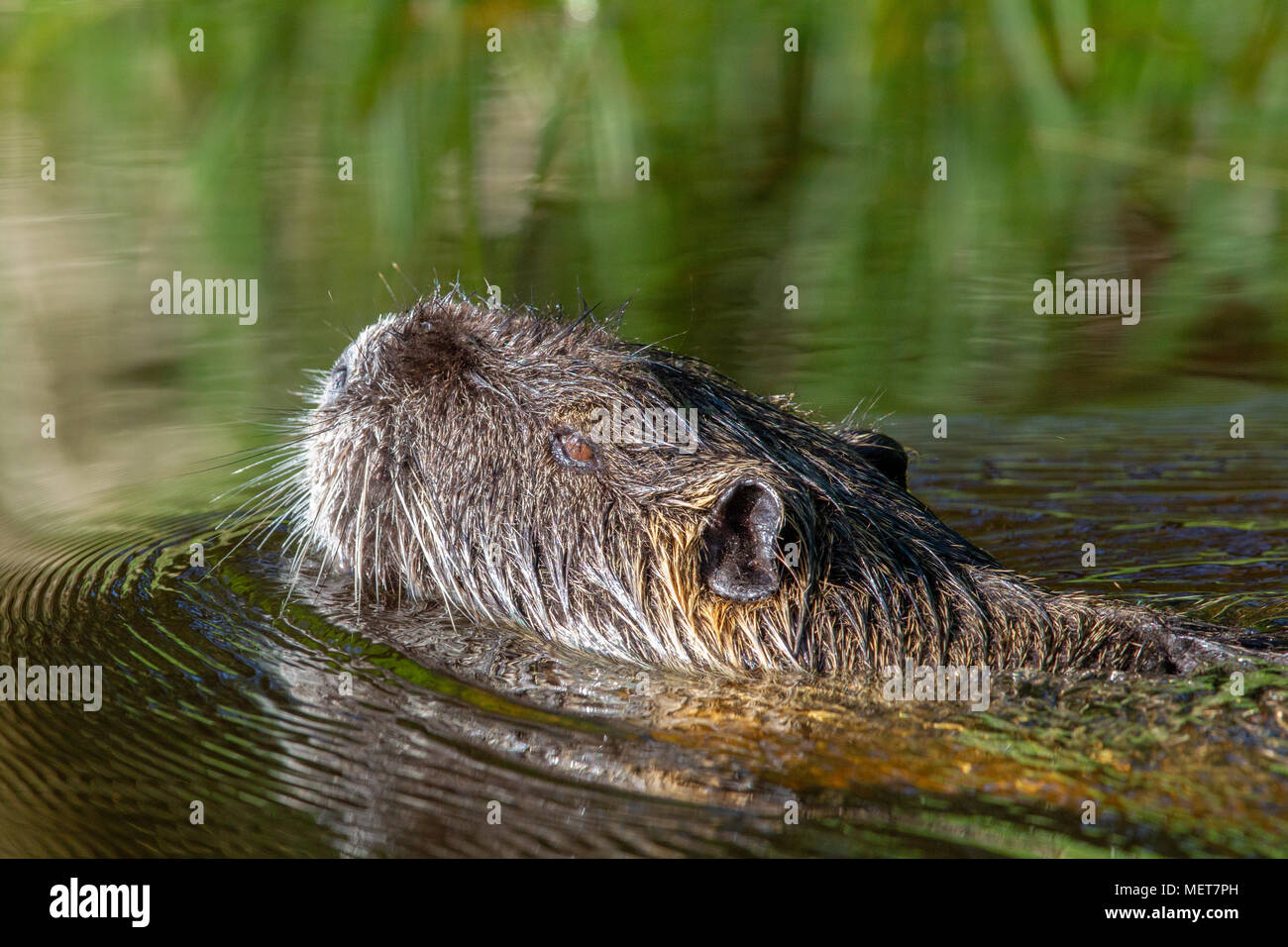 Nutria swimming hi-res stock photography and images - Alamy
