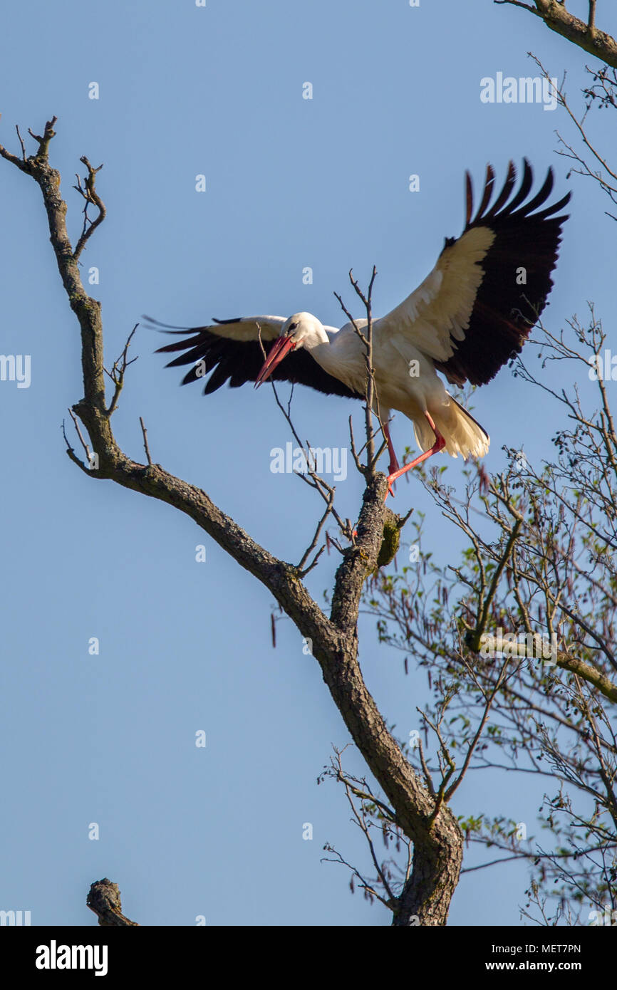 A White Stork (Ciconia ciconia) landing on the trunk of a dead tree in ...