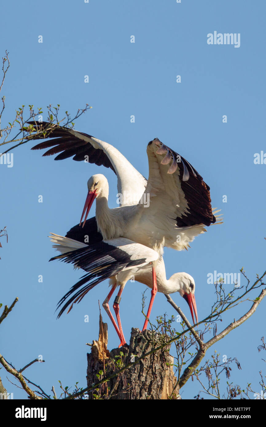 Bill clattering hi-res stock photography and images - Alamy