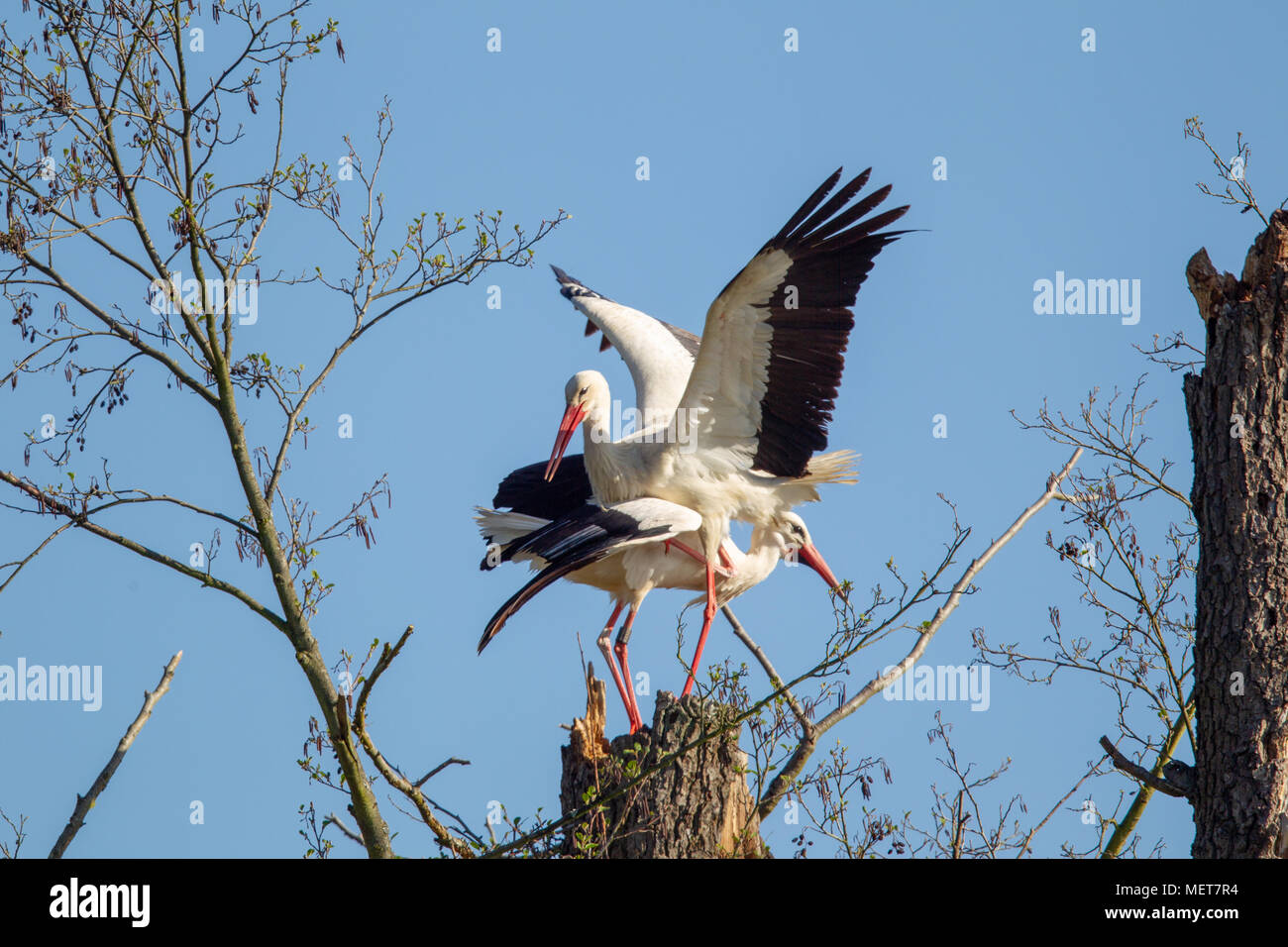 White Stork (Ciconia ciconia) sitting on the trunk of a dead tree and ...