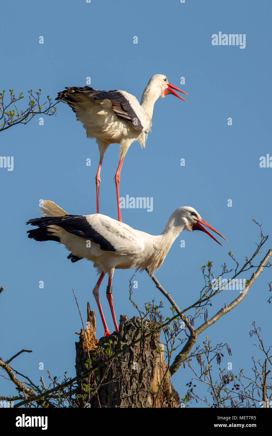 White Stork (Ciconia ciconia) sitting on the trunk of a dead tree and ...