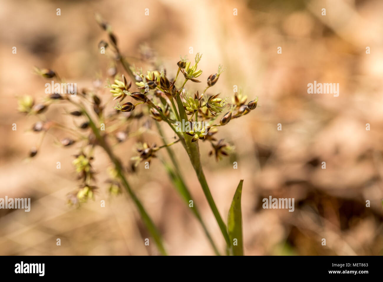 Hairy wood-rush, Luzula pilosa, flowering in april. Norway, Europe ...